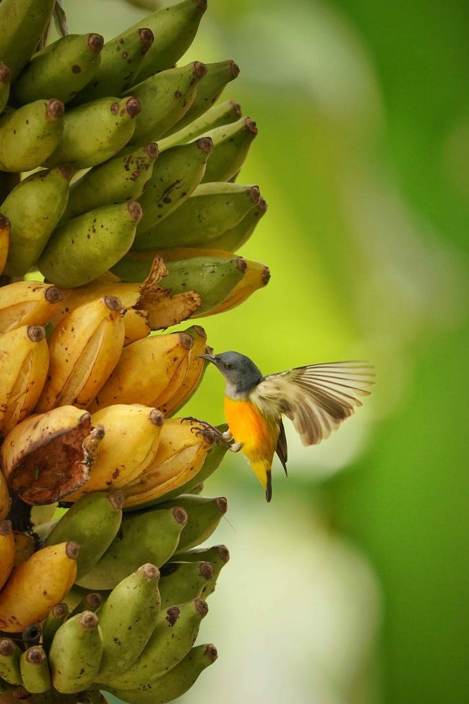 Can Birds Eat Bananas? Health Benefits & Information - Petprocares.com ...